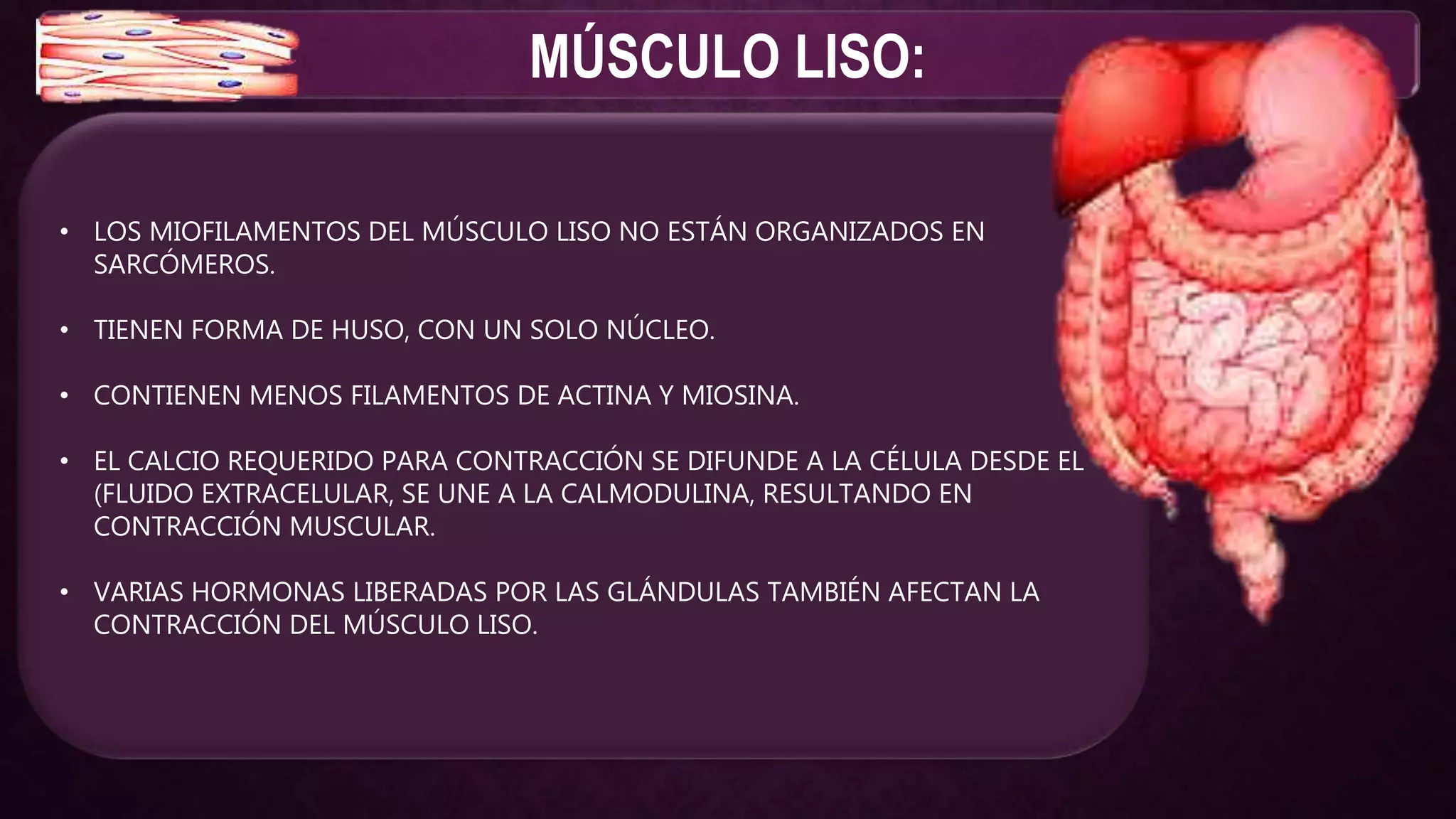 Sistema muscular | PPTX