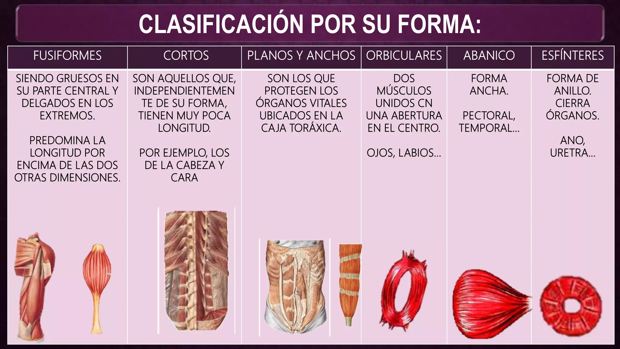 Sistema muscular | PPTX