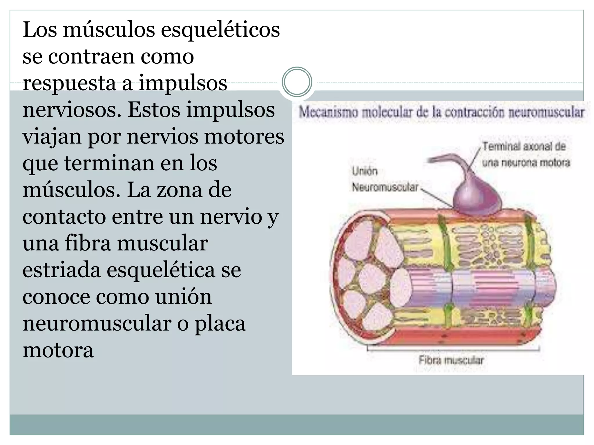 Sistema muscular | PPTX