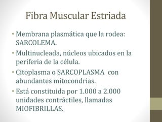 Sistema muscular | PPTX