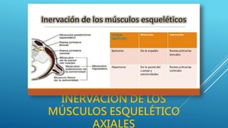 Sistema muscular | PPTX | Bone and Joint Conditions | Diseases and ...