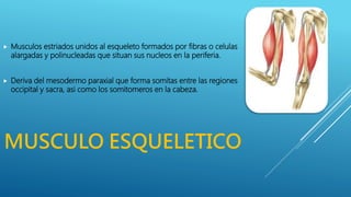 Sistema muscular | PPTX | Bone and Joint Conditions | Diseases and ...