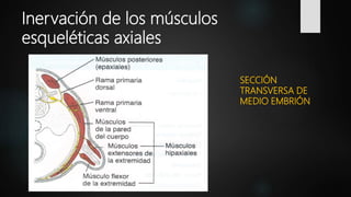 Sistema muscular | PPTX