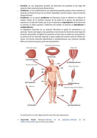 SISTEMA MUSCULAR es un conjunto de aproximadamente 650 musculos | DOCX