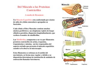 Sistema muscular (Prof. Verónica Rosso) | PDF