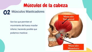 Sistema muscular | PPTX