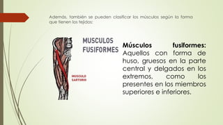 SISTEMA MUSCULAR.pdf