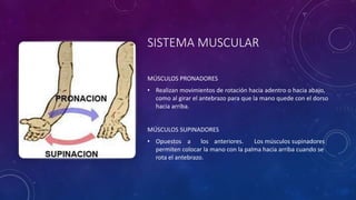 Sistema muscular.pptx