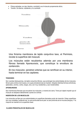 SISTEMA MUSCULAR.pdf