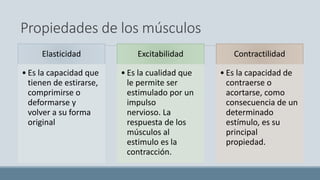 SISTEMA MUSCULAR.pptx