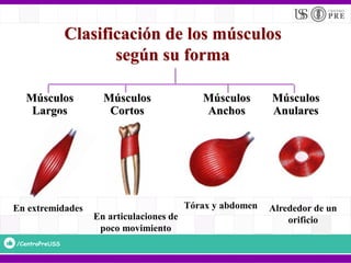 Sistema Muscular.pdf - ANATOMIA Y FISIOLOFIA | PDF