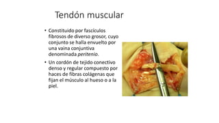 SISTEMA MUSCULAR para el alumnos de la pedro | PDF