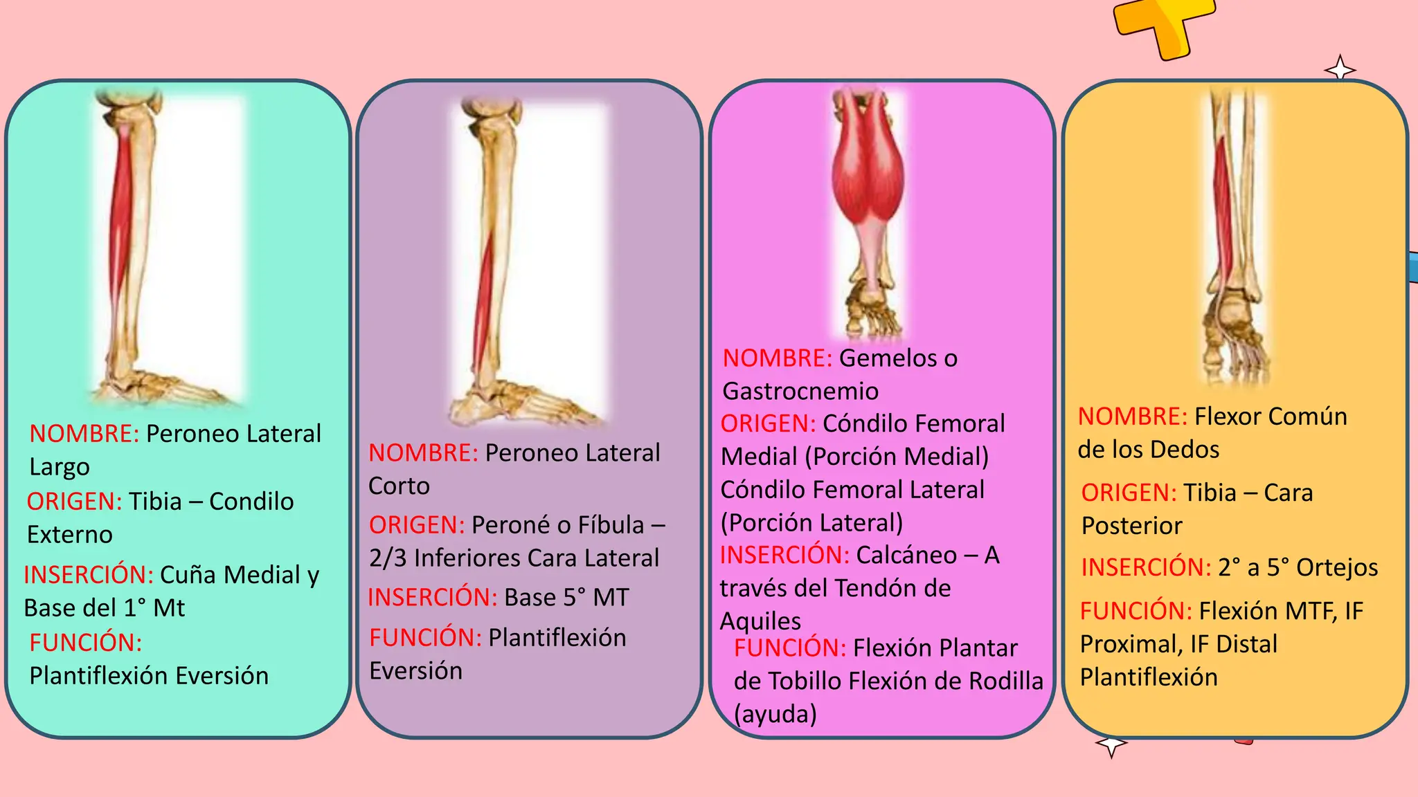 SISTEMA MUSCULAR MUSCULAR SYSTEM ALL THE | PPTX