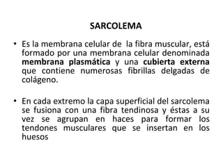 SISTEMA MUSCULAR - sistema muscular ---- | PPTX