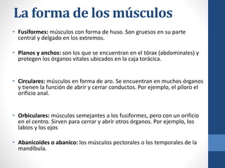 sistema muscular que define la fisiolofia | PDF