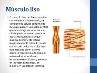 sistema muscular que define la fisiolofia | PDF