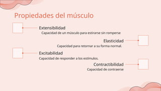 Aanatomia y fisiologia del sistema muscular | PPTX