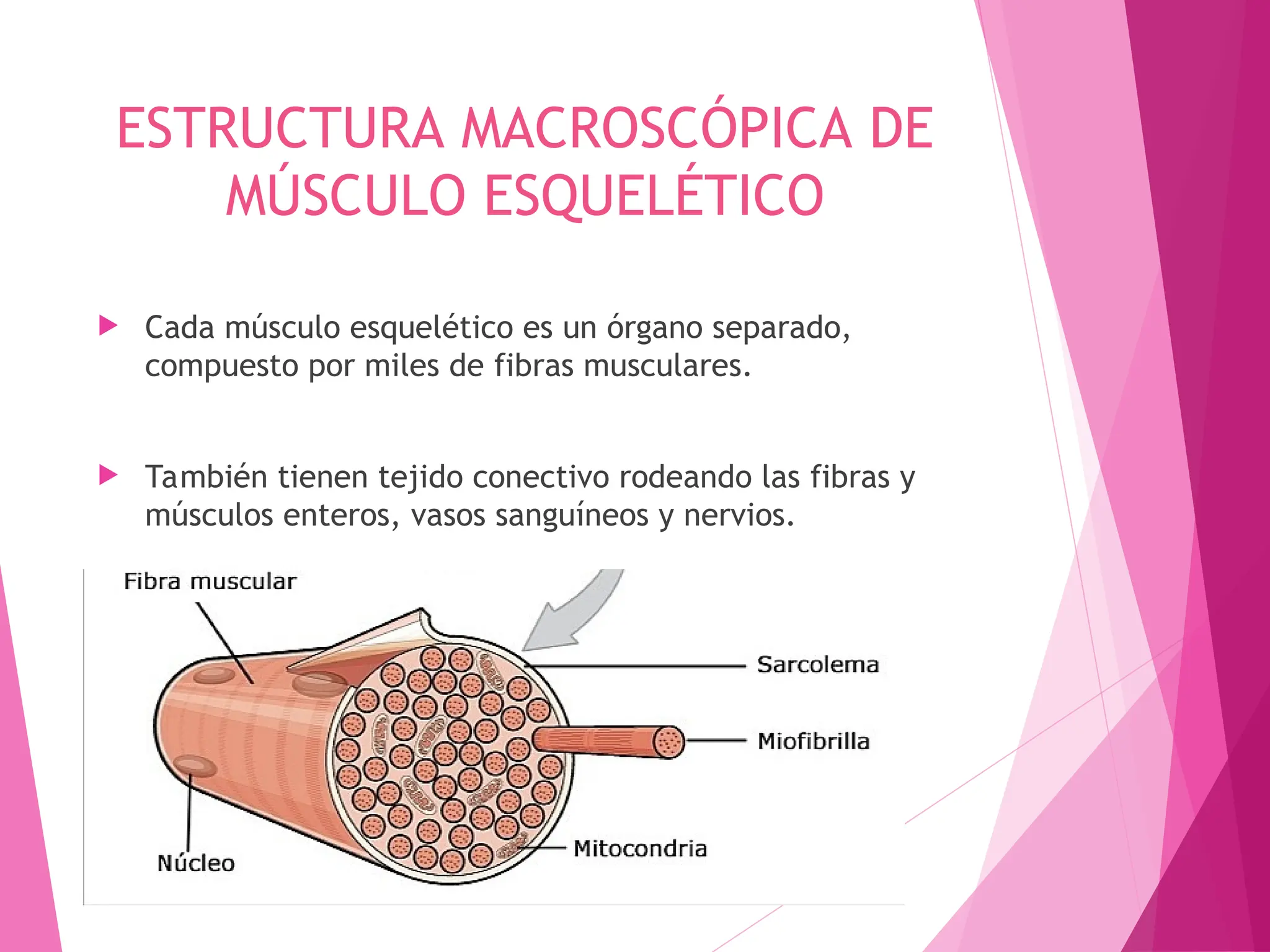 SISTEMA MUSCULAR.Características , formas de los músculos,tejido ...