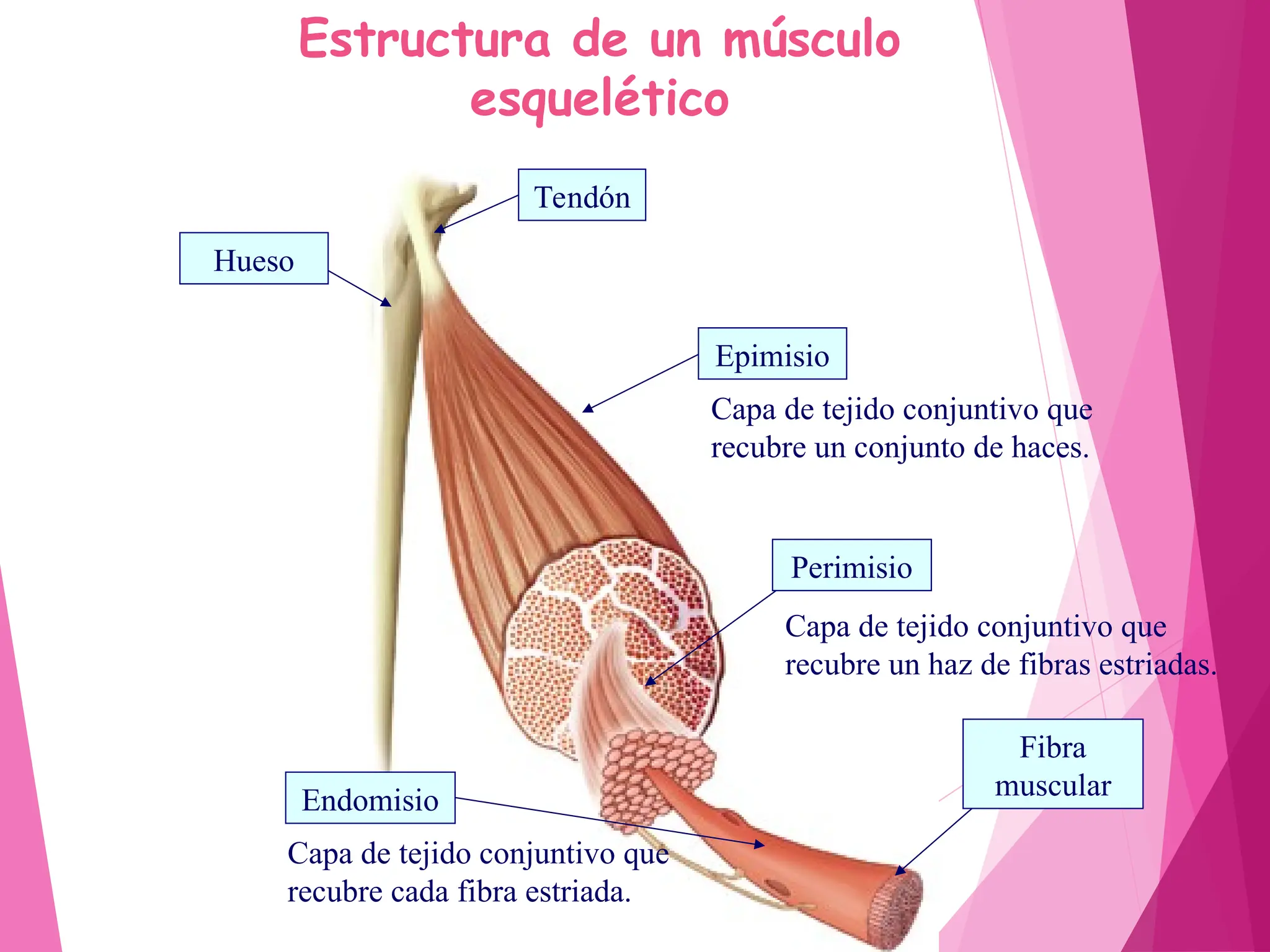 SISTEMA MUSCULAR.Características , formas de los músculos,tejido ...