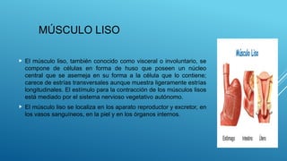 Sistema_muscular.se de talla la masa muscular | PPTX
