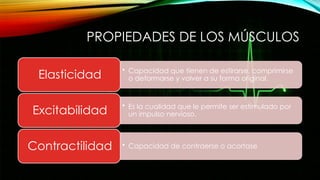 SISTEMA MUSCULAR ANATOMIA Y FISIOLOGIA BASICA | PPTX
