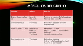 SISTEMA MUSCULAR ANATOMIA Y FISIOLOGIA BASICA | PPTX