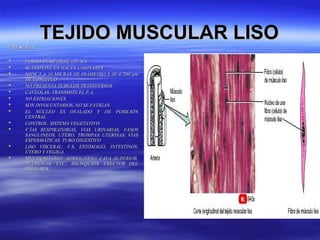 sistema muscular.pptuvjvvjvjvhvhvhvhcchhchc | PPT