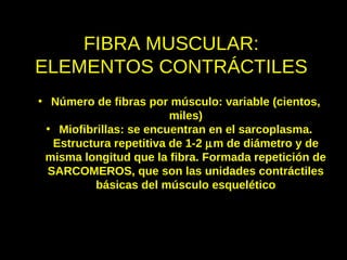 Sistema muscular1 | PPT