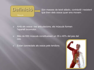 Sistema muscular 1 | PPTX
