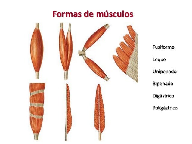 Sistema muscular 1º periodo