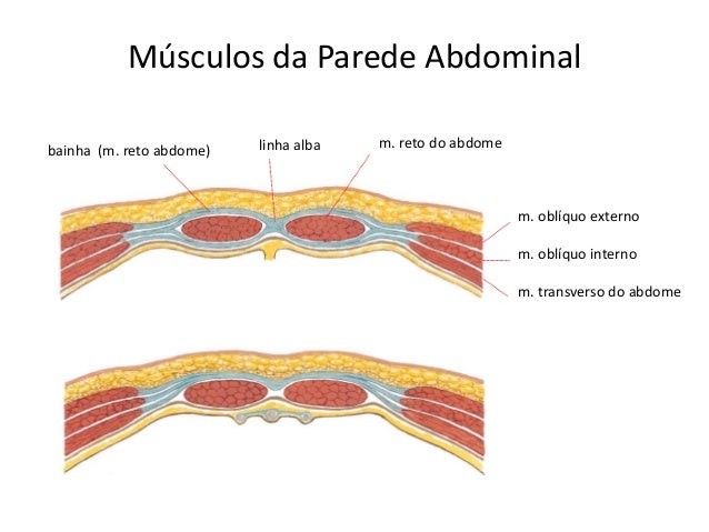 Sistema muscular 1º periodo