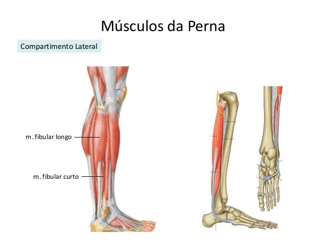 Sistema muscular 1º periodo