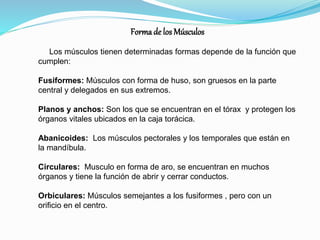 Sistema muscular (2) | PPTX