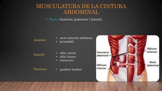 Sistema muscular 2 | PPT
