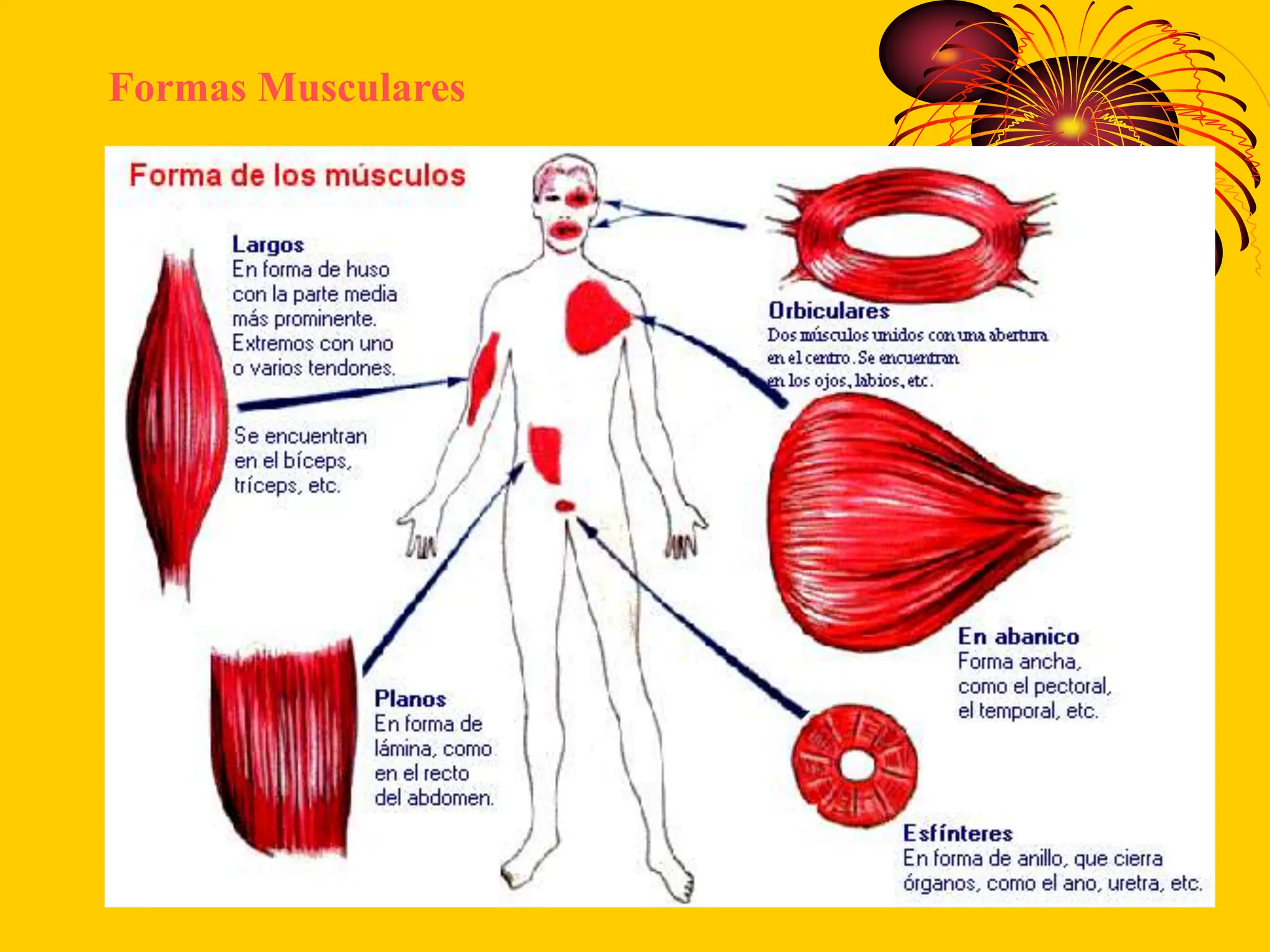 sistema muscular y sus partes ....,...... | PPT