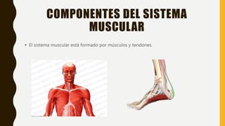 SISTEMA MUSCULAR ppt.pptx