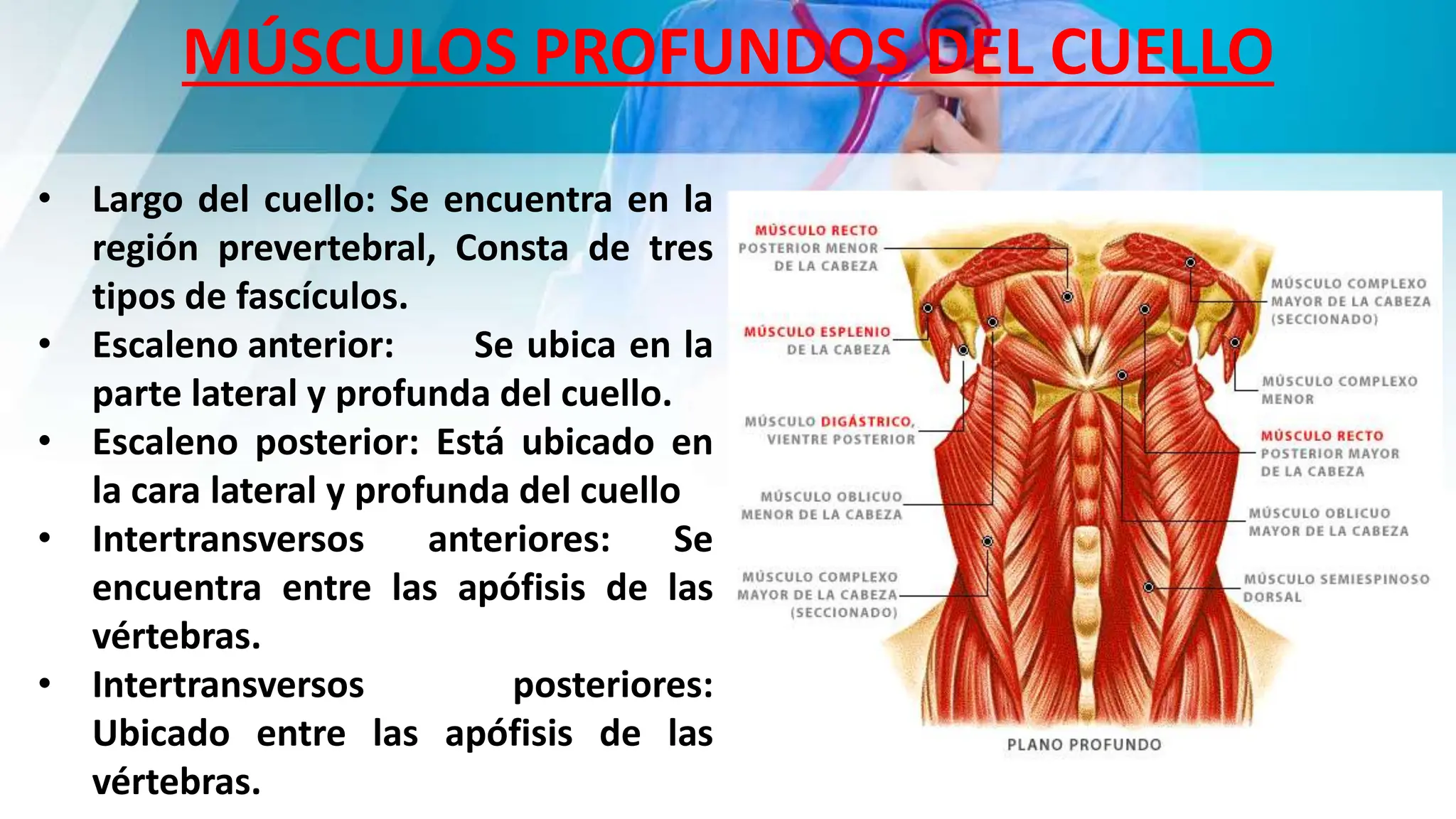 SISTEMA MUSCULAR CABEZA Y CUELLO okok.pptx