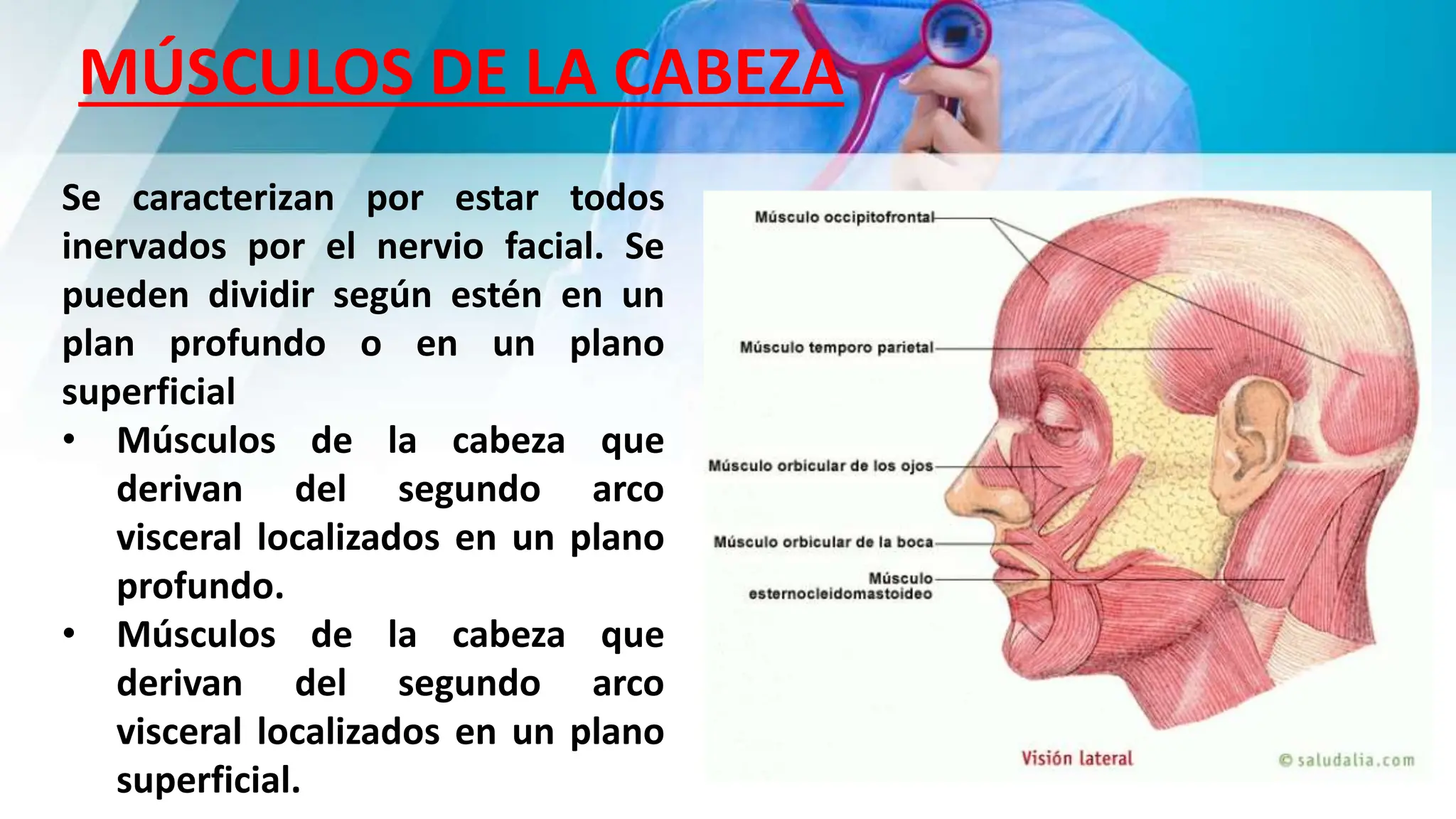 SISTEMA MUSCULAR CABEZA Y CUELLO okok.pptx