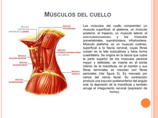 Sistema muscularcarmen | PPTX