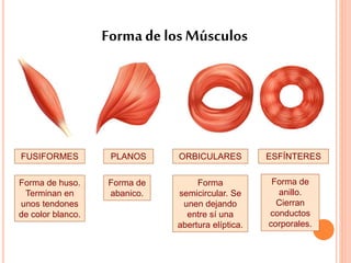 Sistema muscularcarmen | PPTX