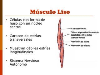 Sistema muscular clase 3 | PPT