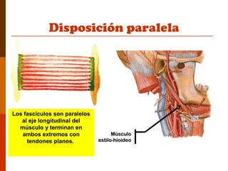 Sistema muscular clase 3 | PPT