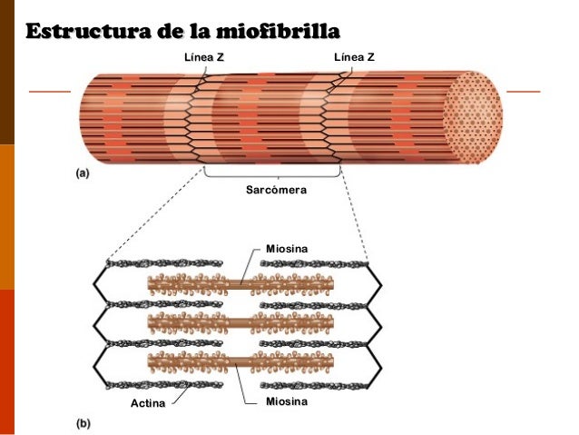 Sistema muscular clase 3