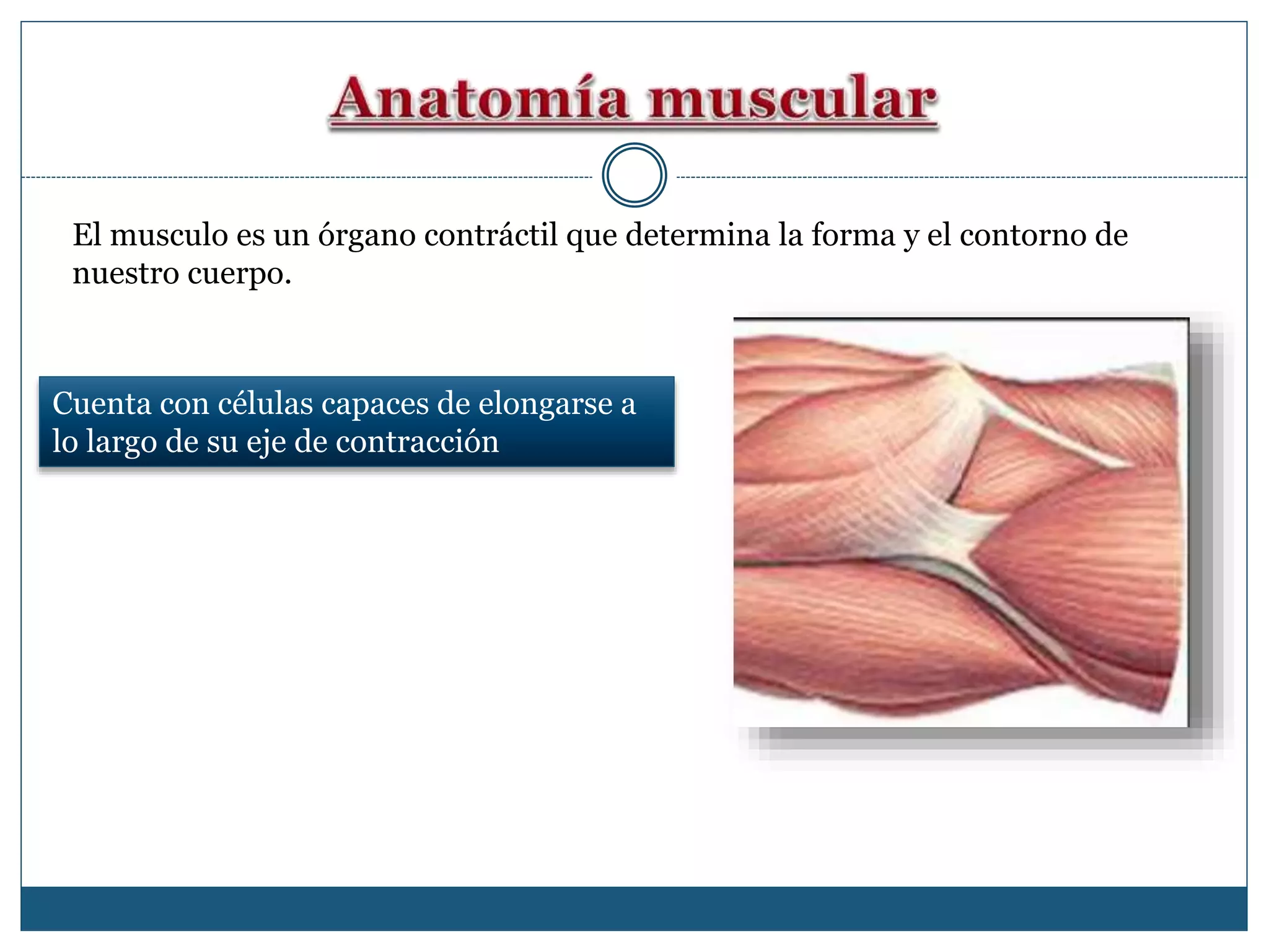 SISTEMA MUSCULAR clase 3.pptx