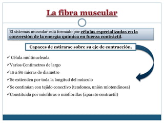 SISTEMA MUSCULAR clase 3.pptx