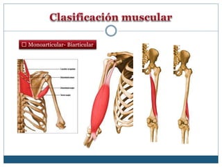 SISTEMA MUSCULAR clase 3.pptx