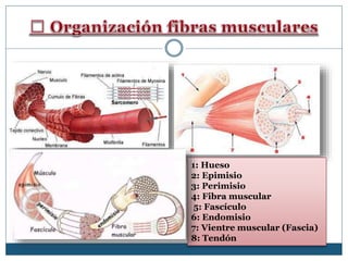 SISTEMA MUSCULAR clase 3.pptx