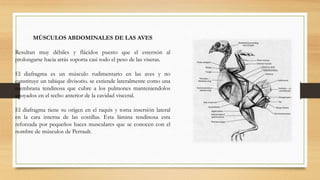 Sistema muscular de las aves | PPTX