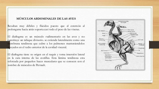 Sistema muscular de las aves