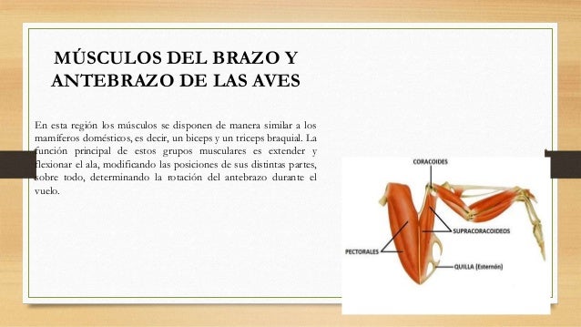 Sistema muscular de las aves